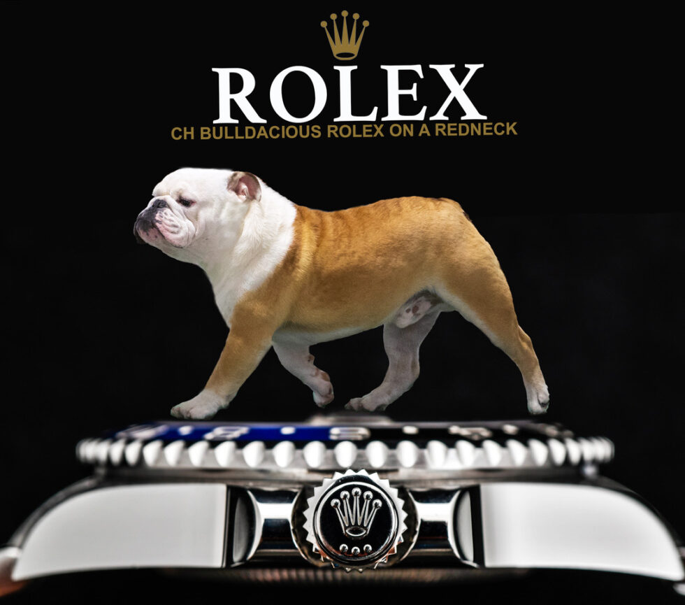 Stud Dog List | Bulldog Club of Canada